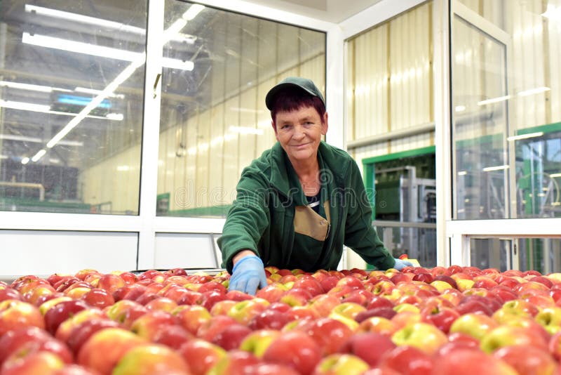 Food Factory: Assembly Line with Apples and Workers Stock Image - Image ...