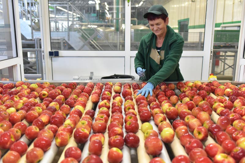 Food Factory: Assembly Line with Apples and Workers Stock Photo - Image ...