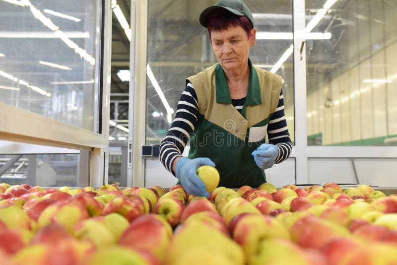 Food Factory: Assembly Line with Apples and Workers Stock Image - Image ...