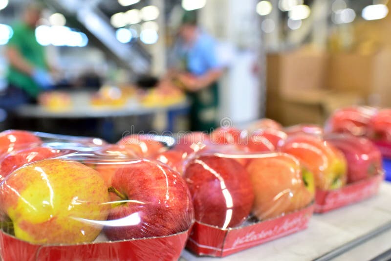 Food Factory: Assembly Line with Apples and Workers Stock Image - Image ...