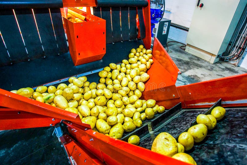 Food Factory - Potato Sorting, Processing and Packing on Big Machine ...