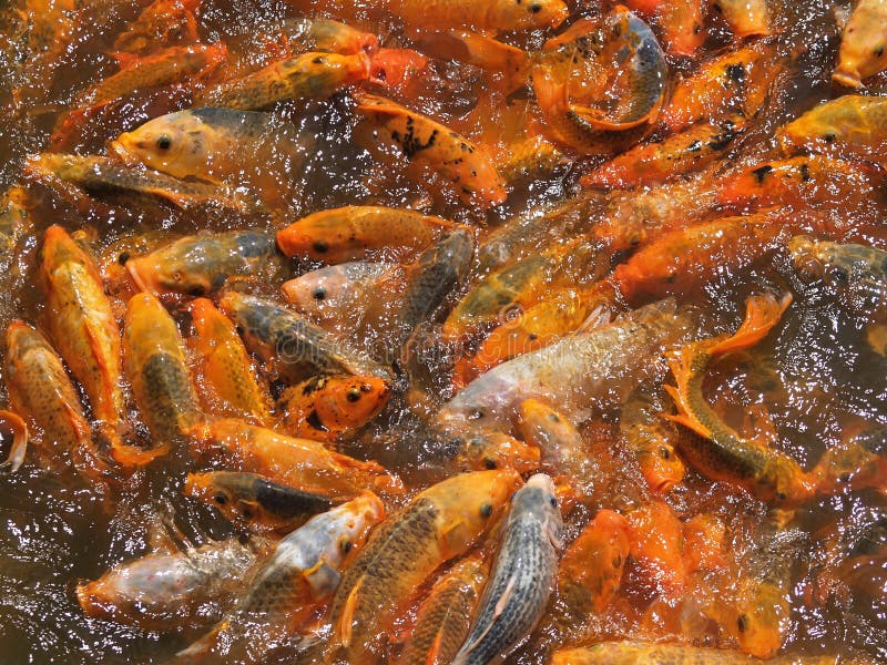 Food Fight Koi stock photo. Image of fight, food, river - 26655184