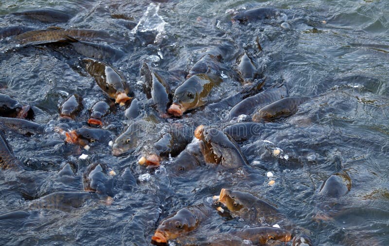 Food Fighting stock image. Image of life, feed, fish - 13663339
