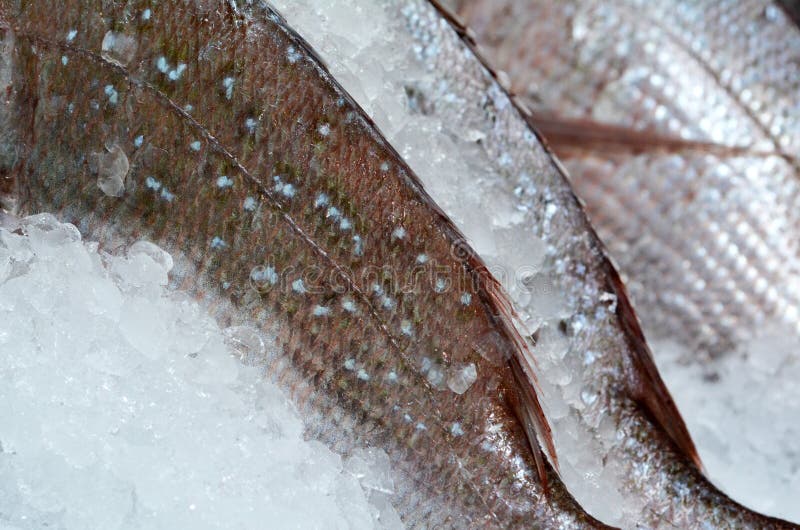 Food - Fish stock photo. Image of outdoor, fishing, fishes - 38456682