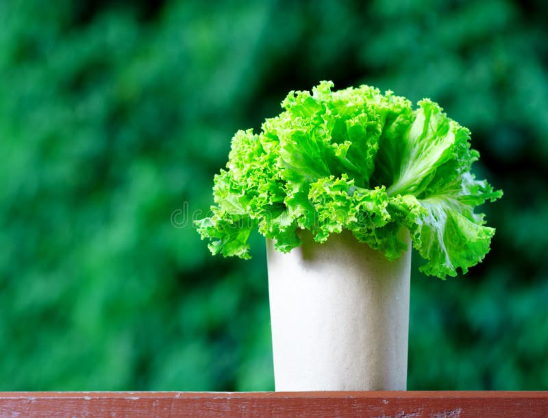Fresh lettuce in paper bag stock photo. Image of fresh - 34698070