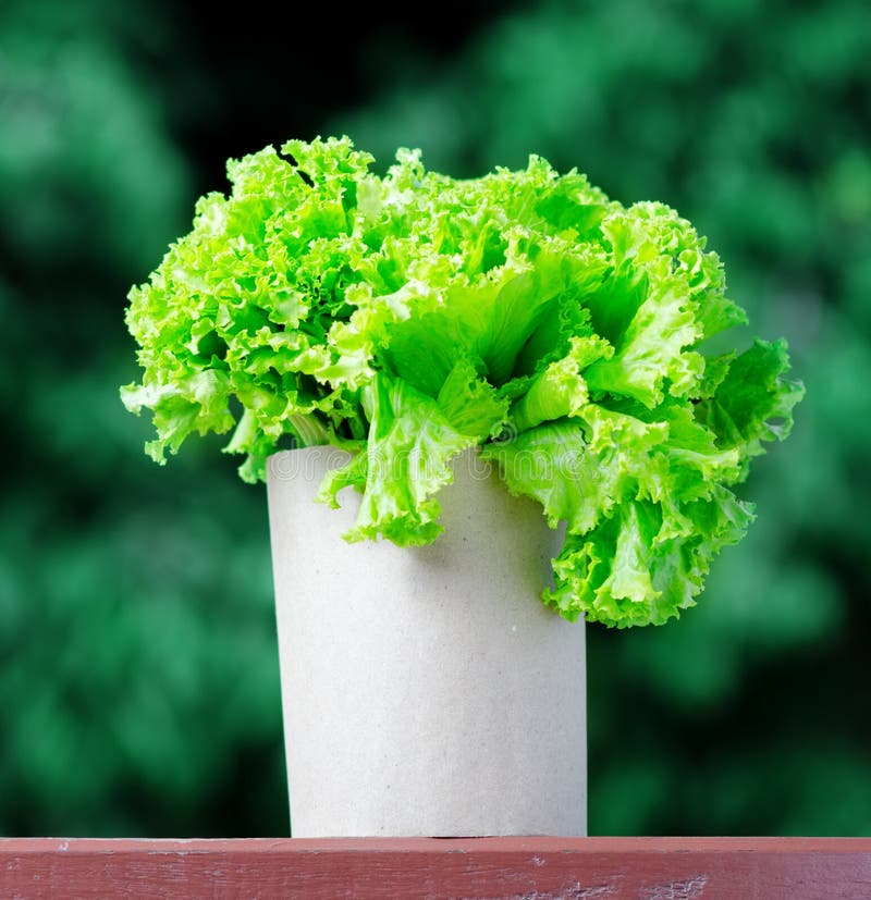 Fresh lettuce in paper bag stock photo. Image of green - 40916108