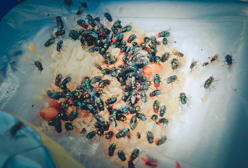Food garbage. stock photo. Image of flies, garbage, pest - 79227190