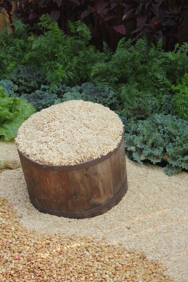 Food grain bucket stock photo. Image of organic, meal - 19280870