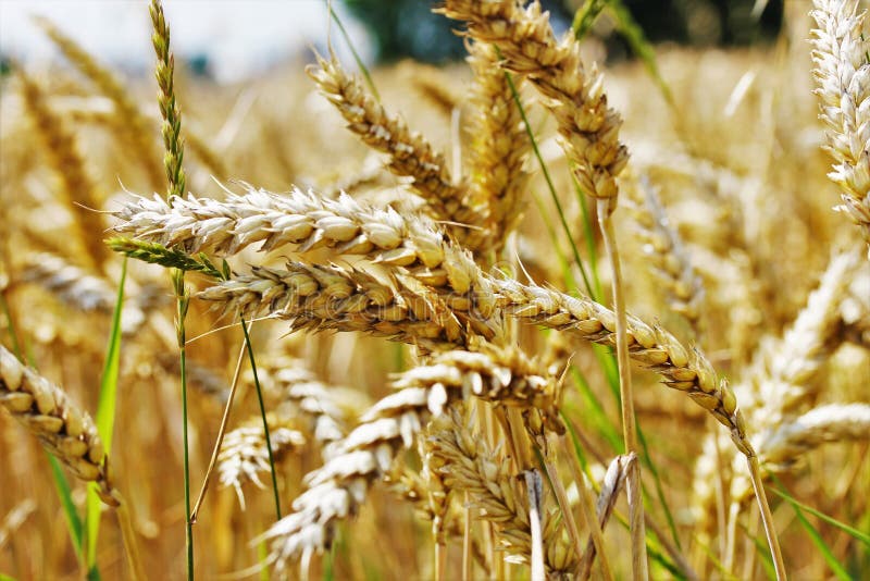 Food Grain, Wheat, Grass Family, Grain Picture. Image: 101100044