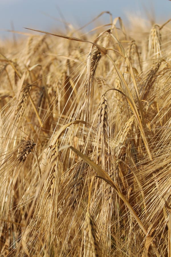 Food Grain, Field, Barley, Triticale Picture. Image: 114296894