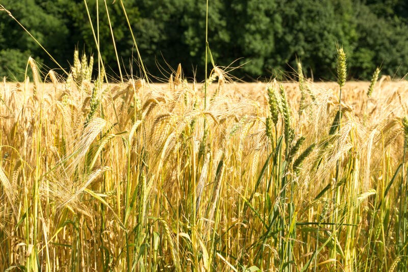 Food Grain, Field, Barley, Triticale Picture. Image: 114296894
