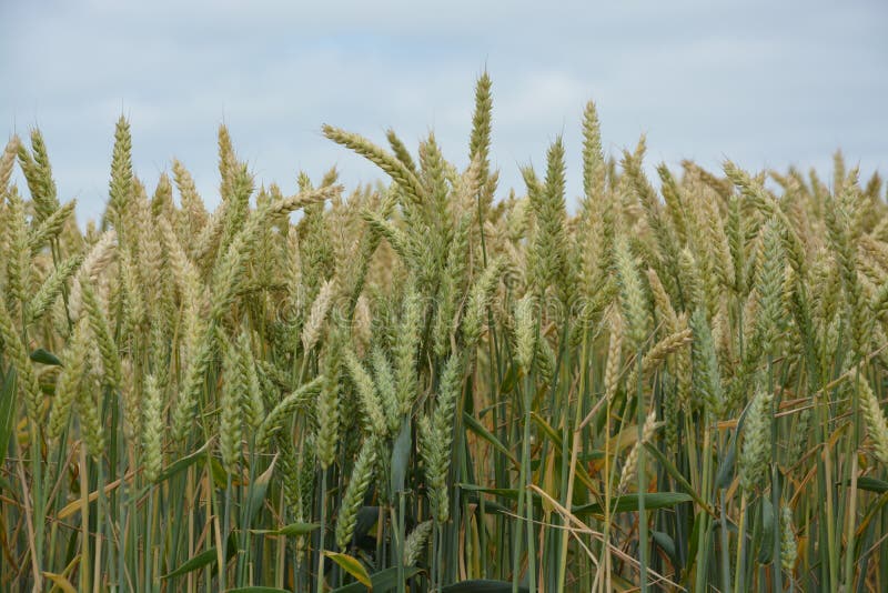 Food Grain, Field, Barley, Triticale Picture. Image: 114296894