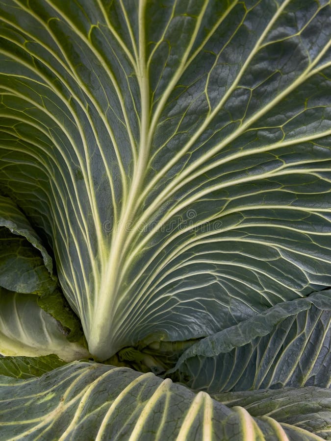 Food - Green Vegetable - Cabbage Stock Image - Image of edible ...