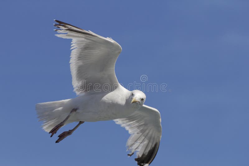 Close Up of a Common Gull in Flight Looking for Food. Stock Image ...