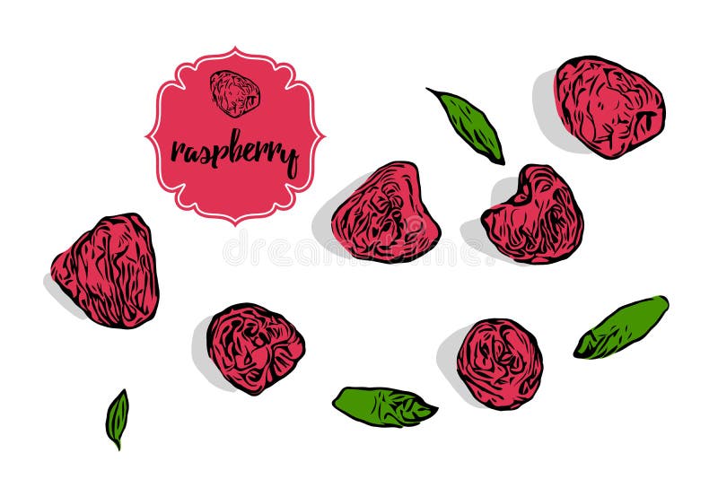Cartoon Hand Drawn Raspberries with Green Leaves Isolated on White ...