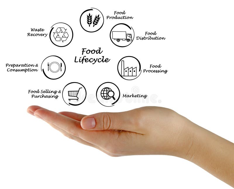 Food lifecycle stock image. Image of lecturer, cycle - 85743019