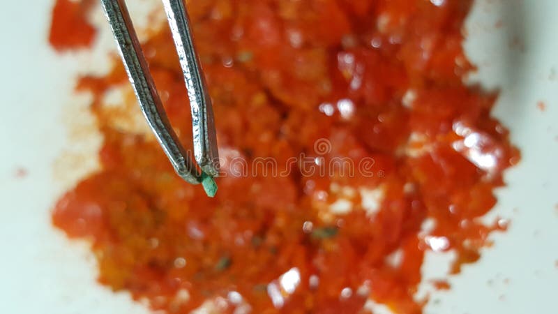 Food, Liquid, Fluid, Recipe Stock Photo - Image of liquid, chutney ...