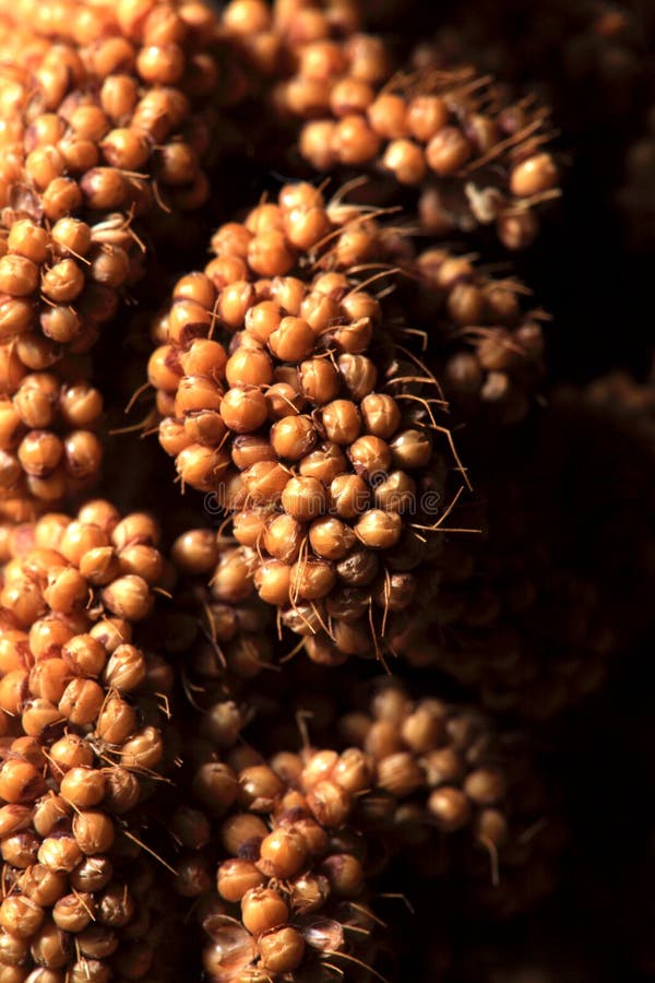 Food Material stock photo. Image of color, organic, millet - 92570812