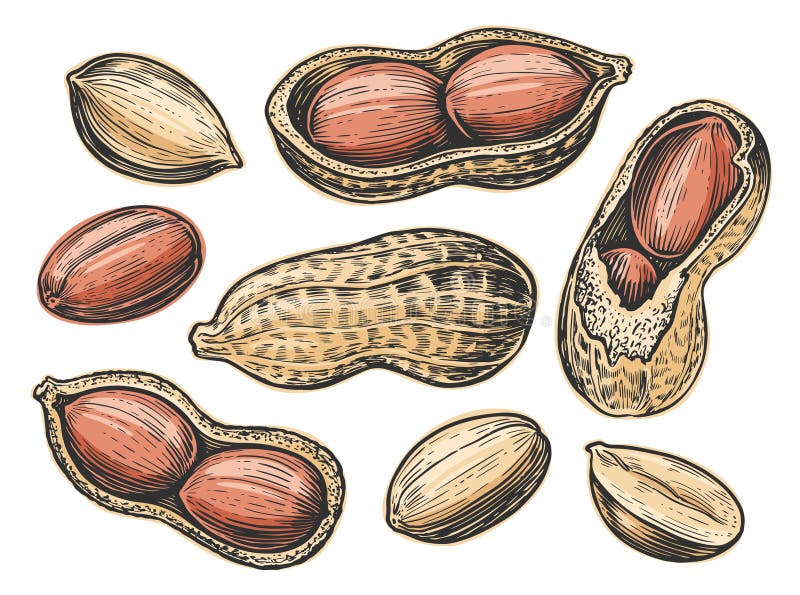 Peanut Set Isolated. Food Nuts. Hand Drawn Vector Illustration Stock Vector - Illustration of ...