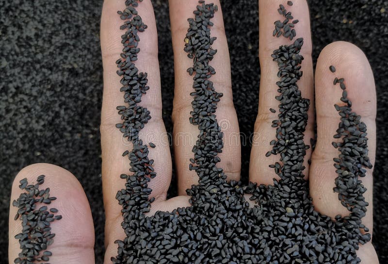 Food and objects stock photo. Image of close, seeds - 265349726