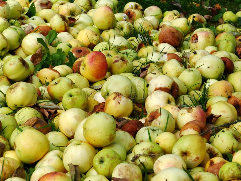 Food Overproduction, Apples Rot on the Garbage Dump Stock Photo - Image ...
