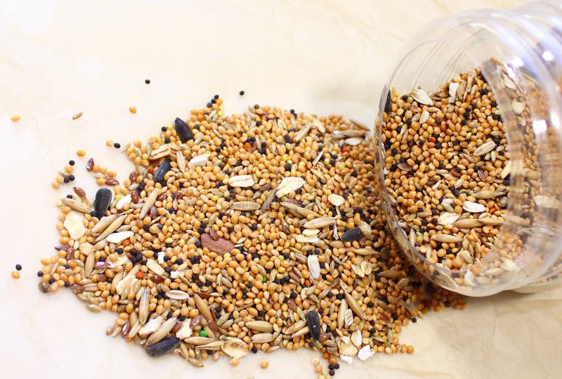 Food for pet birds stock image. Image of basic, parakeet - 51659061