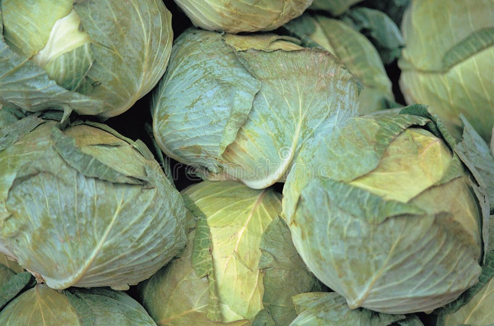 Food stock photo. Image of objects, food, cabbage, sprout - 81538434