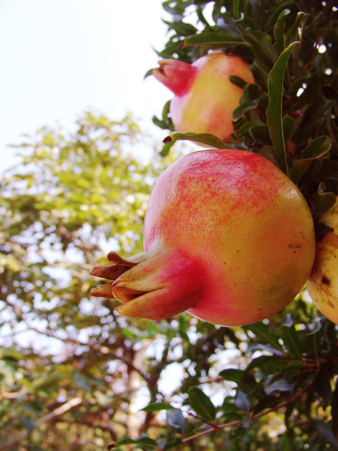 Food stock photo. Image of food, orange, prepackaged - 82443694