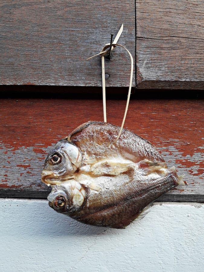 Dried fish stock image. Image of invertebrate, animal - 364100385