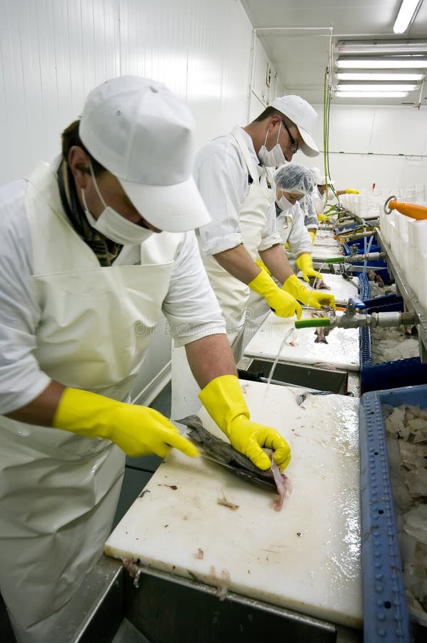 Food processing line stock photo. Image of process, work - 11401360