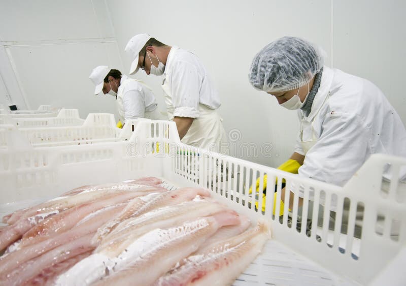 Food processing stock photo. Image of labor, processing - 11400122