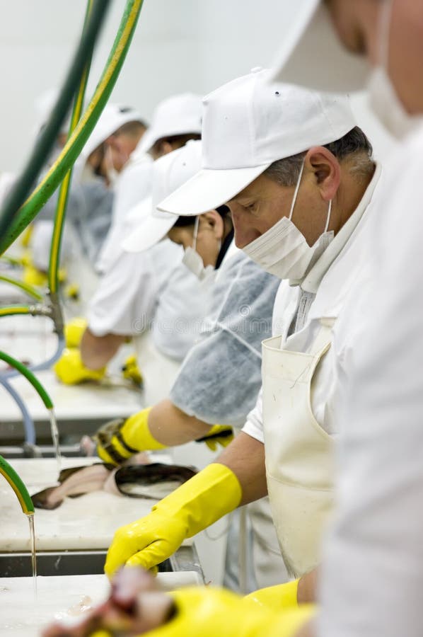 Food processing line stock image. Image of cutters, woman - 11400329