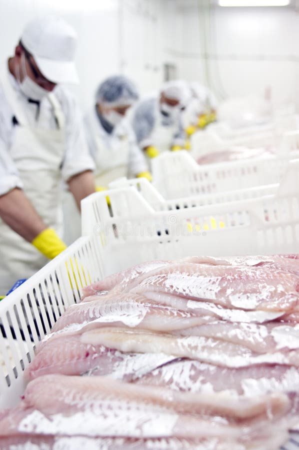 Food processing line stock photo. Image of process, work - 11401360