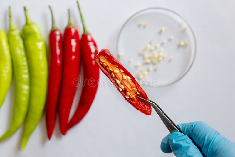 Chilli Specimens Stock Photos - Free & Royalty-Free Stock Photos from ...