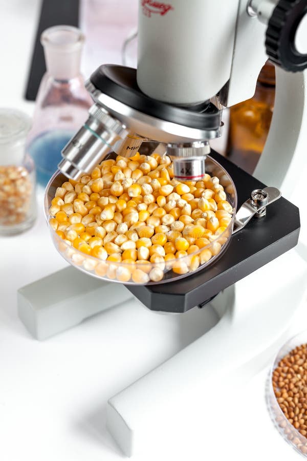 Food Quality Control Corn in Laboratory No One Stock Image - Image of ...