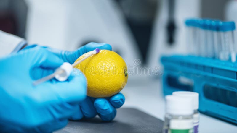 Food Quality Control Expert Examining Lemon Fruit in Laboratory Stock ...