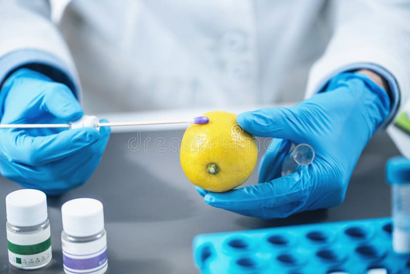 137 Fruit Agronomy Quality Control Stock Photos - Free & Royalty-Free ...