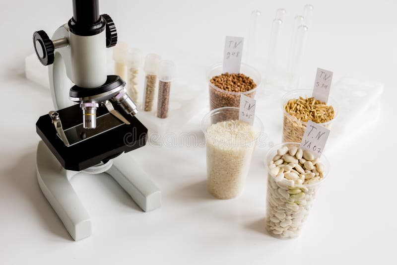 Food Quality Control in Laboratory No One Stock Photo - Image of ...