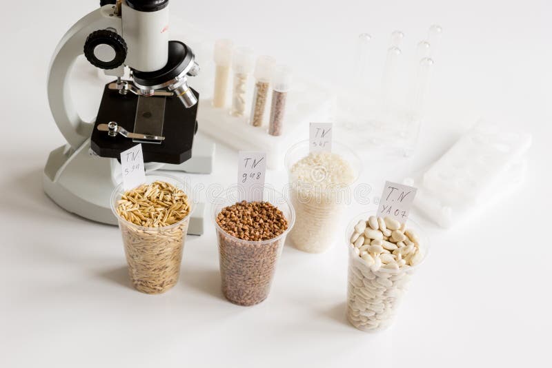 Food Quality Control in Laboratory No One Stock Image - Image of ...