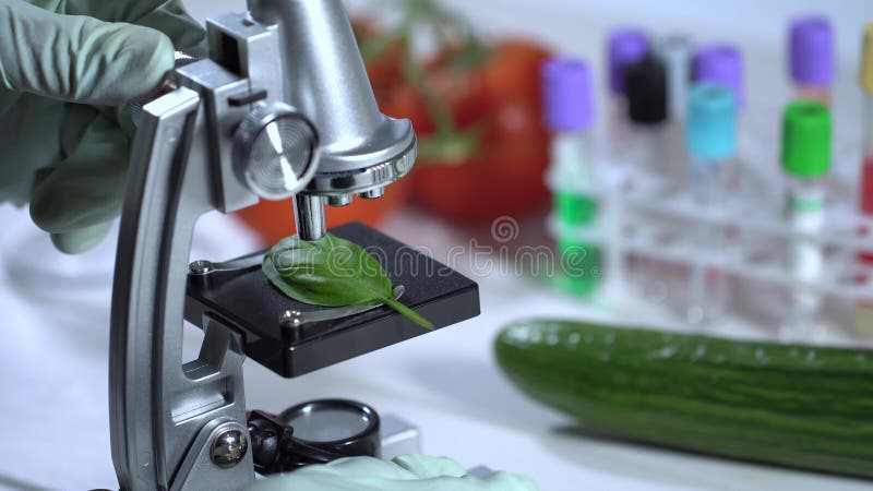 Food Quality Control - Scientist Inspecting Basil Leaf with Microscope ...