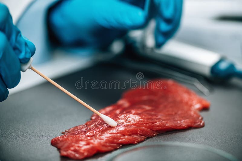 Food Quality Management - Red Meat Stock Image - Image of meat, gloves ...