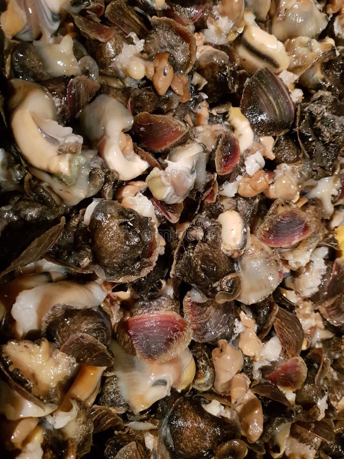 Food rapana sea stock image. Image of rapana, food, blacksea - 105730325