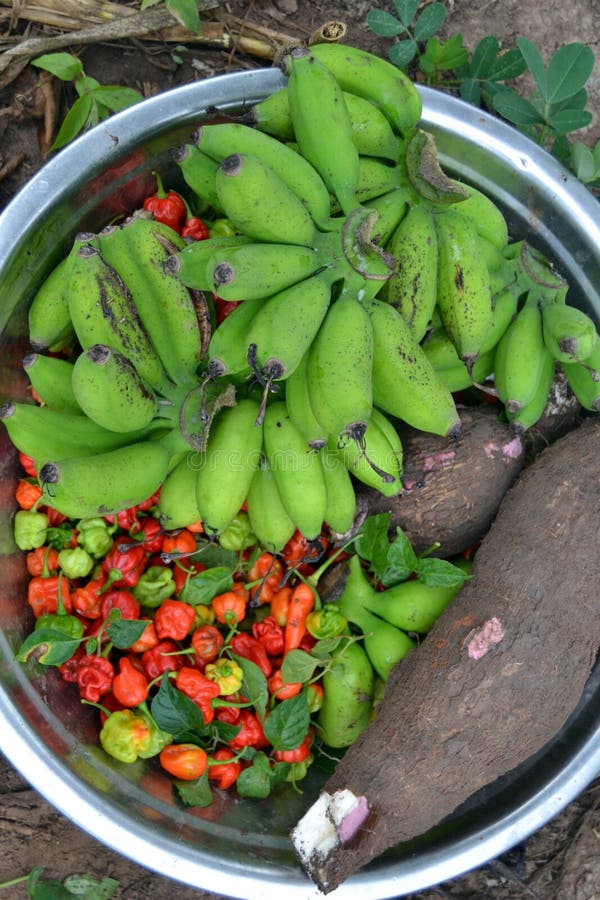 Food sample stock image. Image of ingredients, food, fruit - 75290005