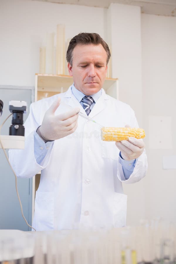 Food Scientist Examining Corn Stock Image - Image of person ...
