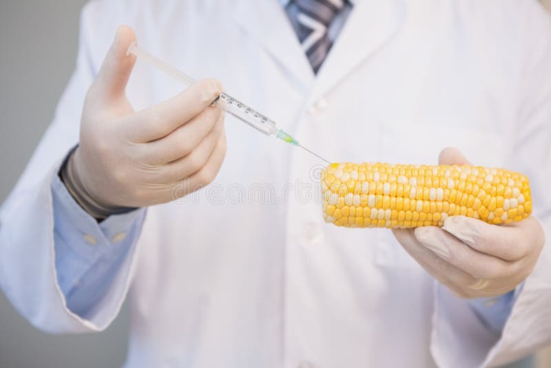 Food Scientist Examining Corn Stock Photo - Image of protective ...