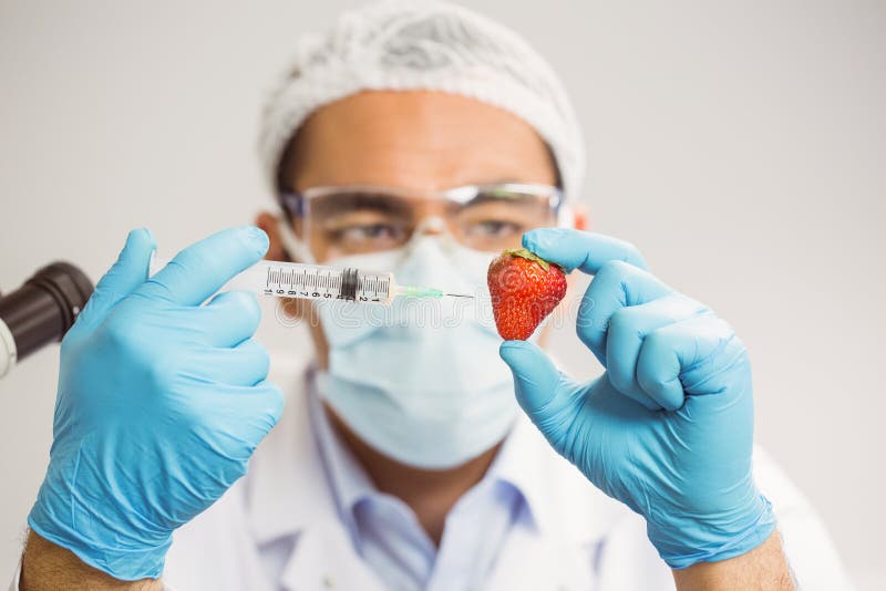 Food Scientist Injecting a Strawberry Stock Image - Image of student ...