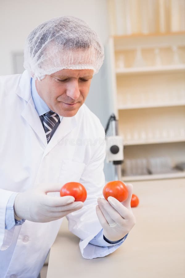 Food Scientist Looking at Red Tomato Stock Photo - Image of attentively ...