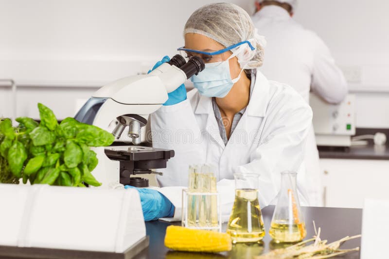 Food Scientist Using the Microscope Stock Photo - Image of academic ...