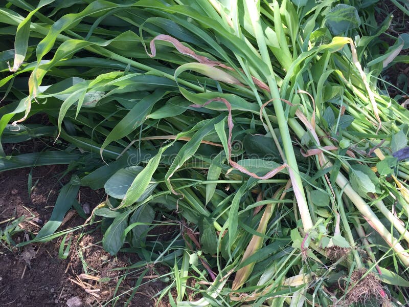 Food for sheep stock image. Image of cutting, corn, plants - 107883297