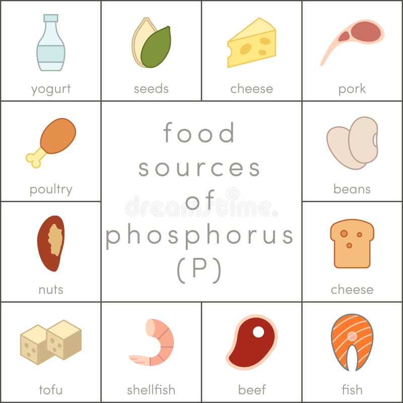 Food sources of phosphorus stock illustration. Illustration of brazil ...
